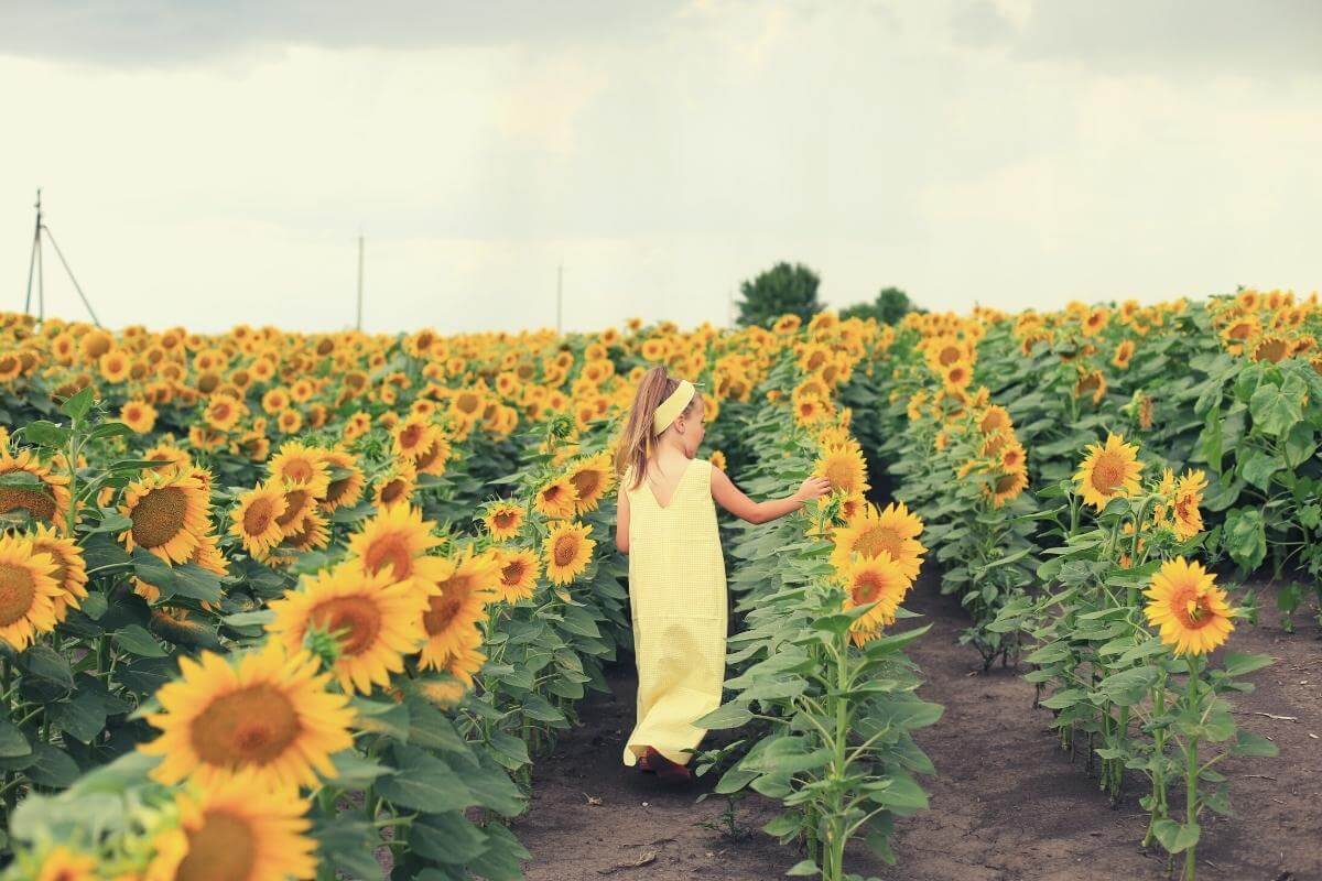 5 Sensational Sunflower Fields in Minnesota To Visit Summer 2026