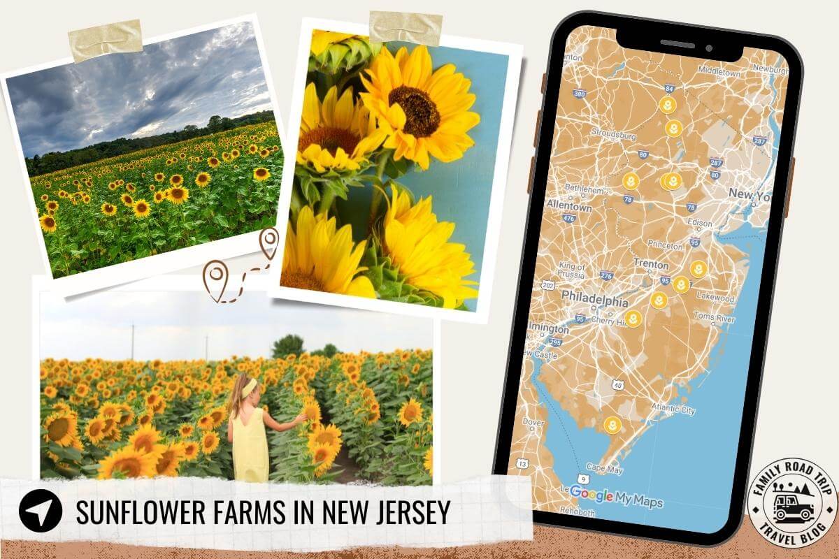 Sensational Sunflower Farms In New Jersey