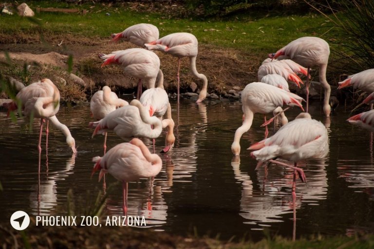 11 Fun Things To Do With Kids In Phoenix, Arizona