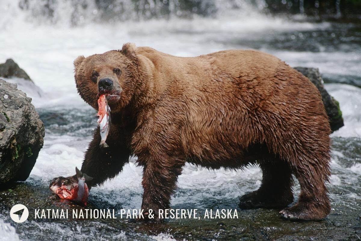 8 Best Places to See Wildlife in Alaska
