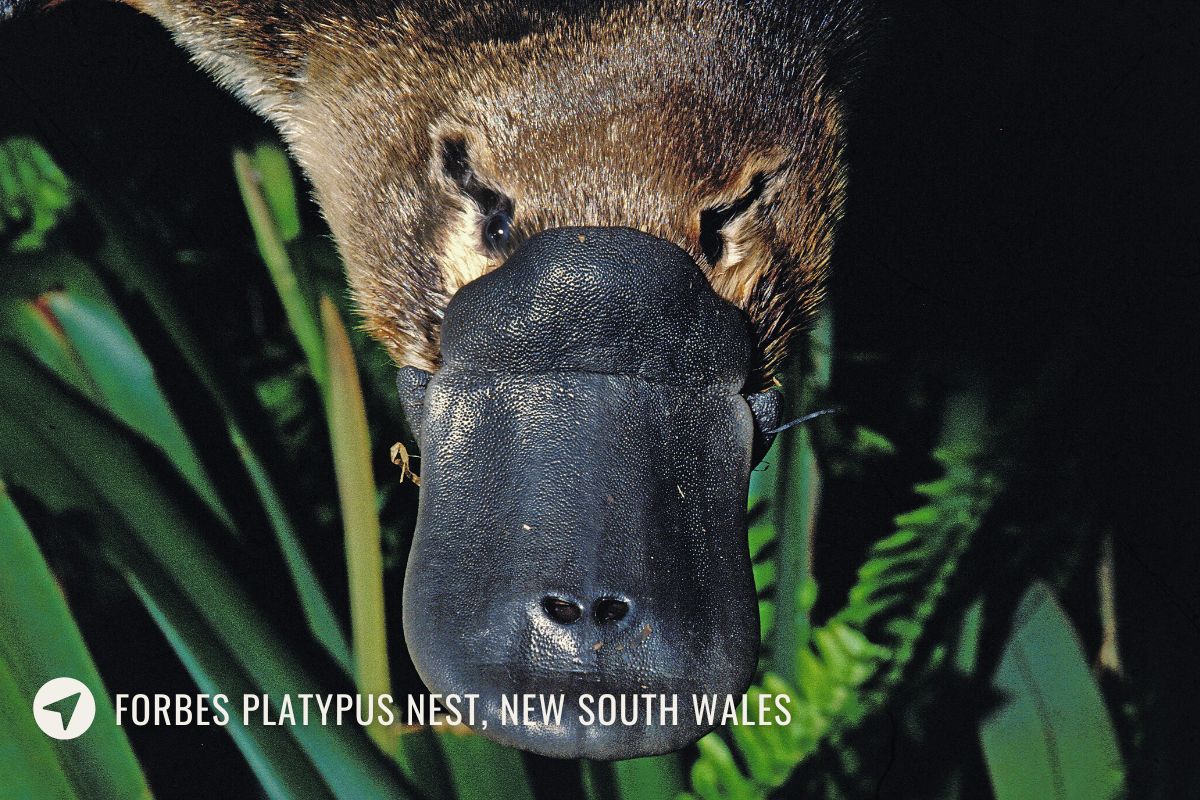 Melbourne to Gold Coast Drive - Inland Route Through NSW Riverina & Western Plains