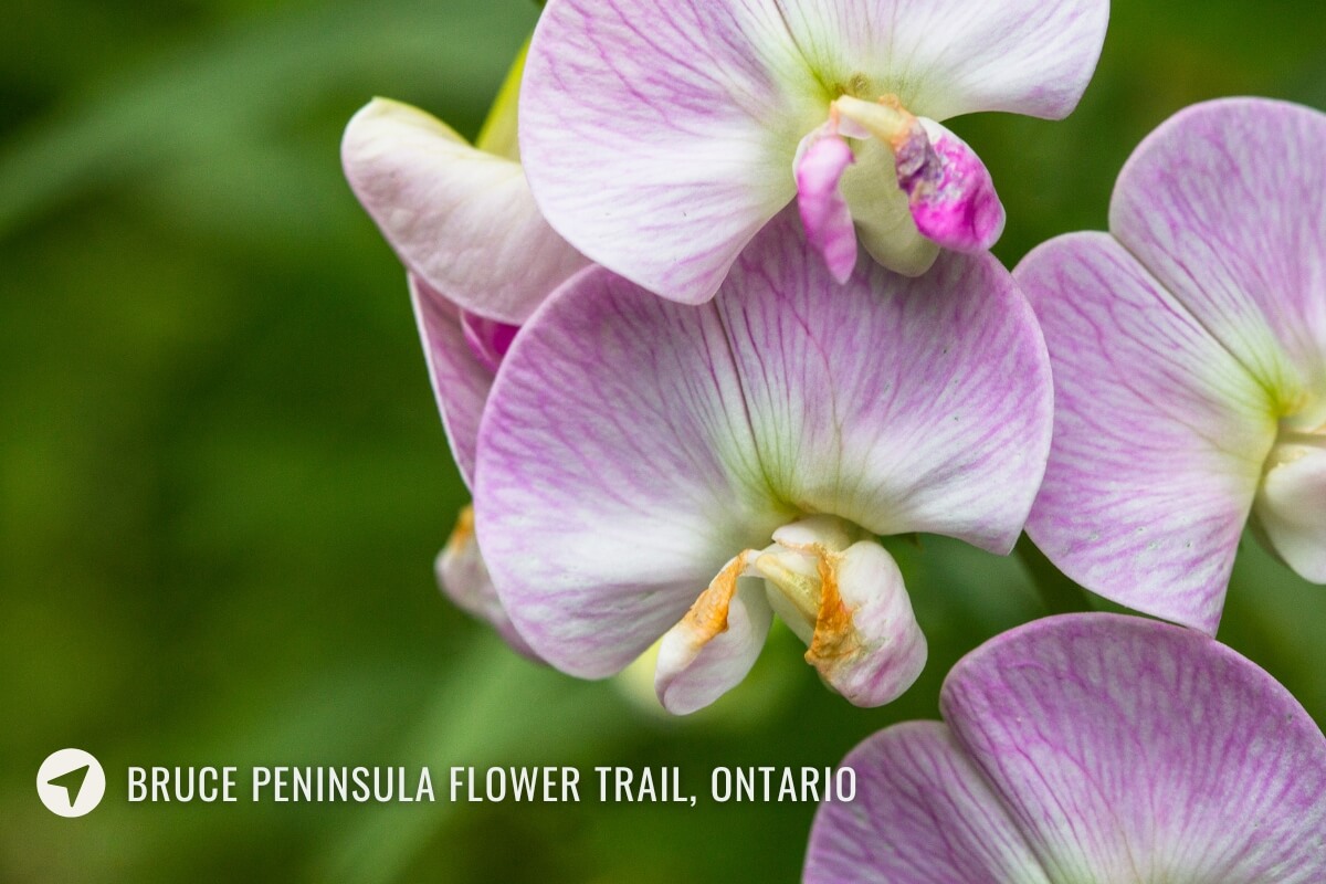 Where Wild Beauty Blooms: 10 Unforgettable Wildflower Drives in Canada