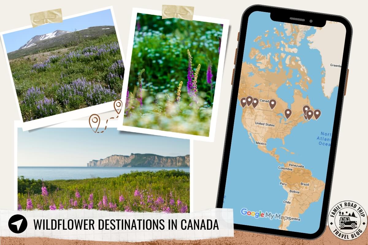 Where Wild Beauty Blooms: 10 Unforgettable Wildflower Drives in Canada