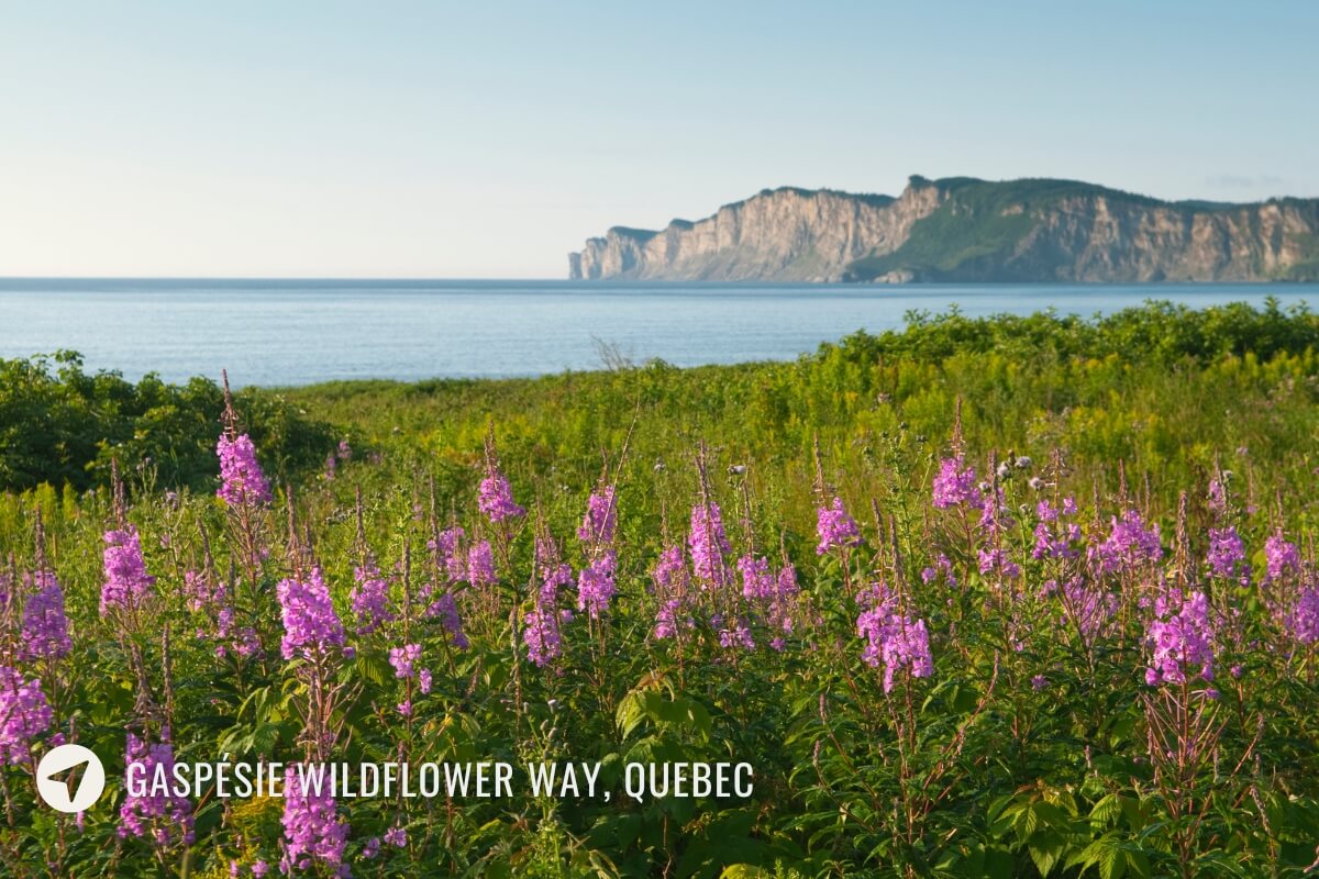 Where Wild Beauty Blooms: 10 Unforgettable Wildflower Drives in Canada