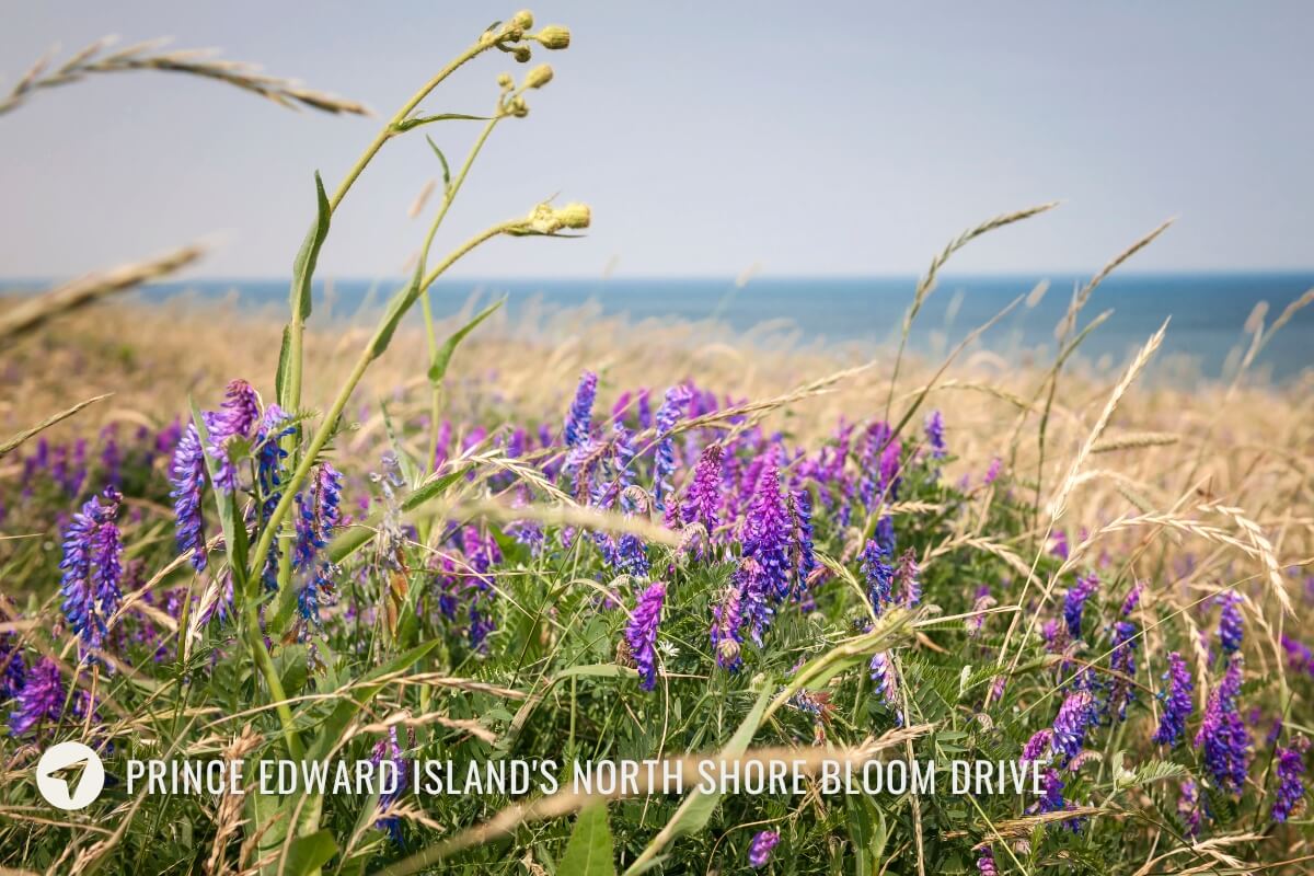 Where Wild Beauty Blooms: 10 Unforgettable Wildflower Drives in Canada
