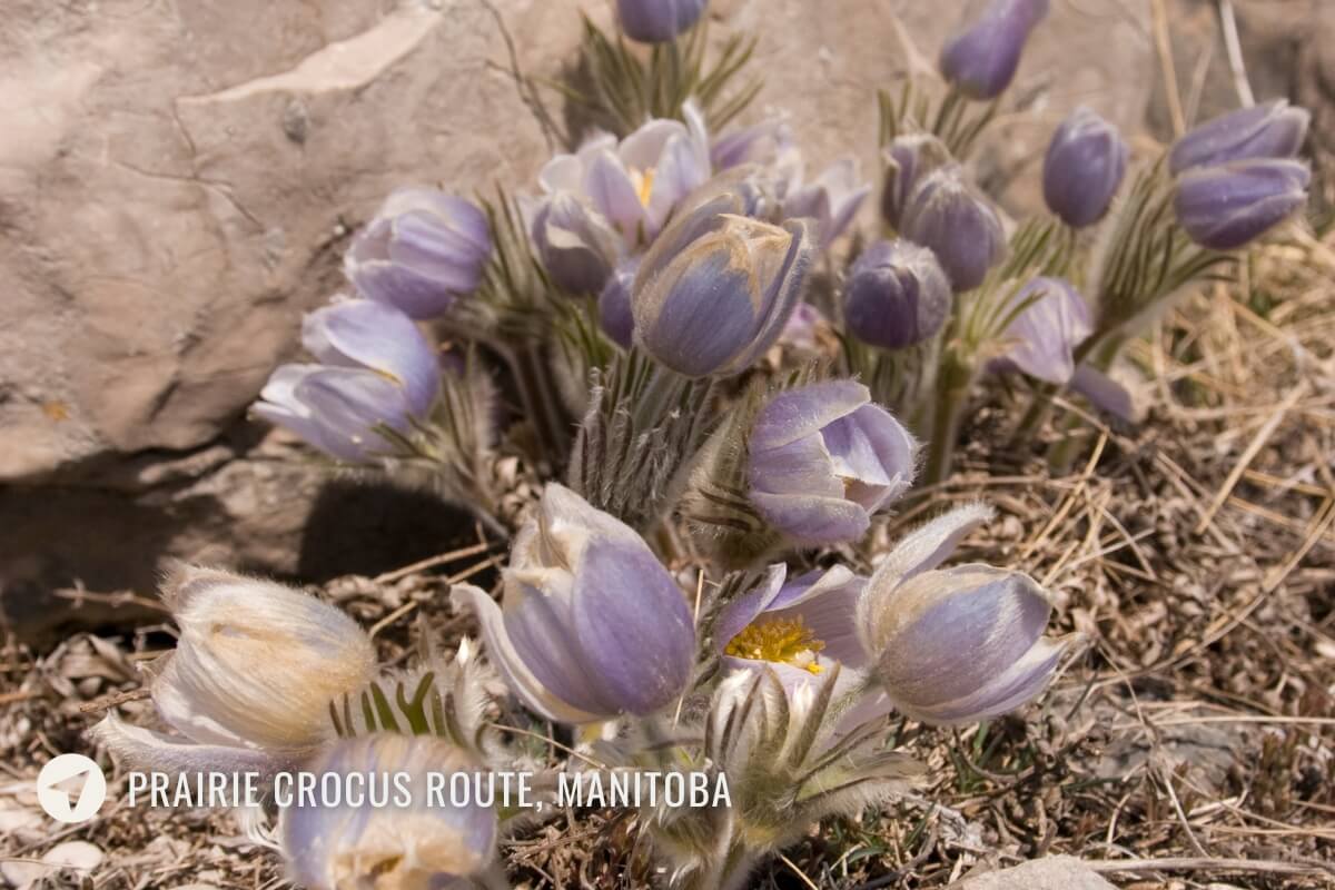 Where Wild Beauty Blooms: 10 Unforgettable Wildflower Drives in Canada