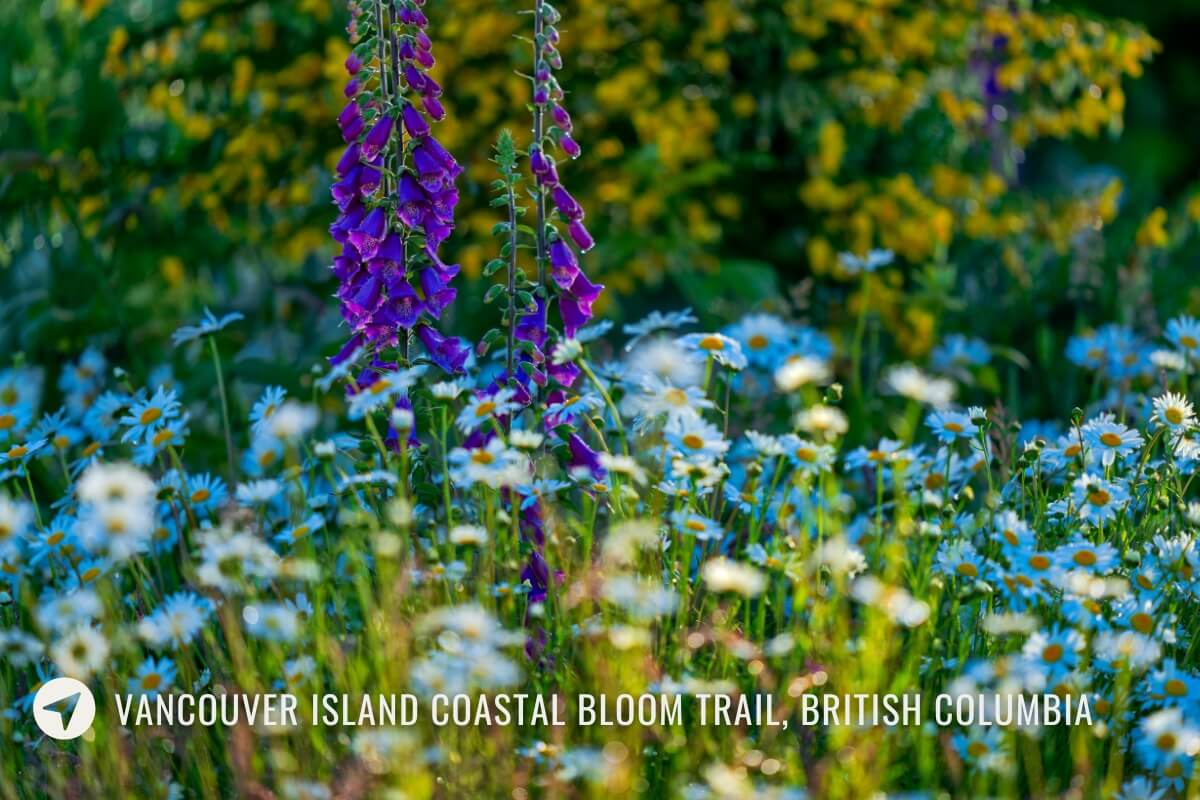 Where Wild Beauty Blooms: 10 Unforgettable Wildflower Drives in Canada