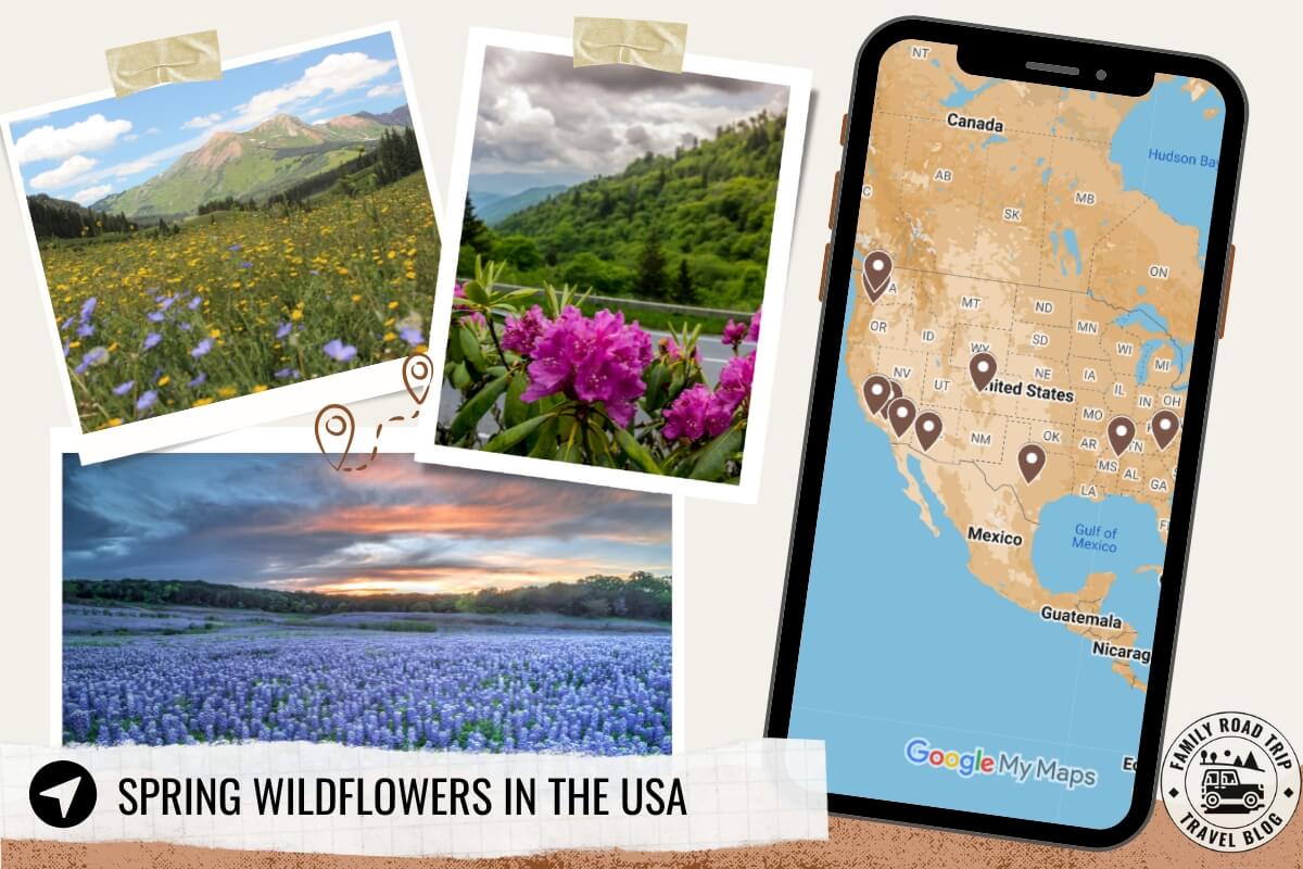 Blooming Adventures: Family-Friendly Wildflower Drives in the USA